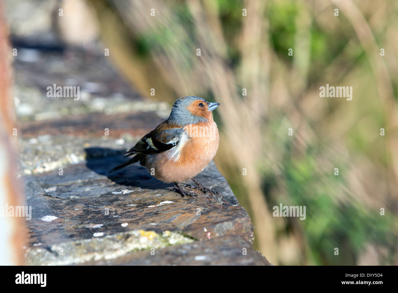 Juvenile chaffinch hi-res stock photography and images - Alamy
