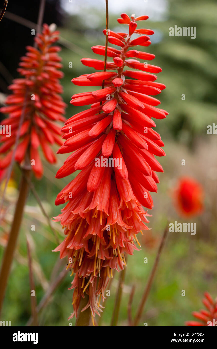 Red spikes of the hybrid red hot poker, Kniphofia 'Wol's Red Seedling ...