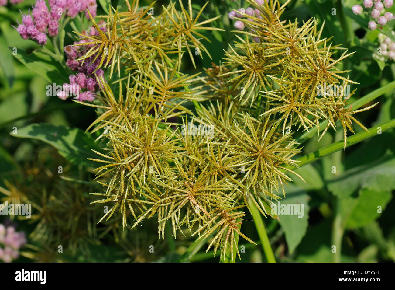 Spicky plant hi-res stock photography and images - Alamy