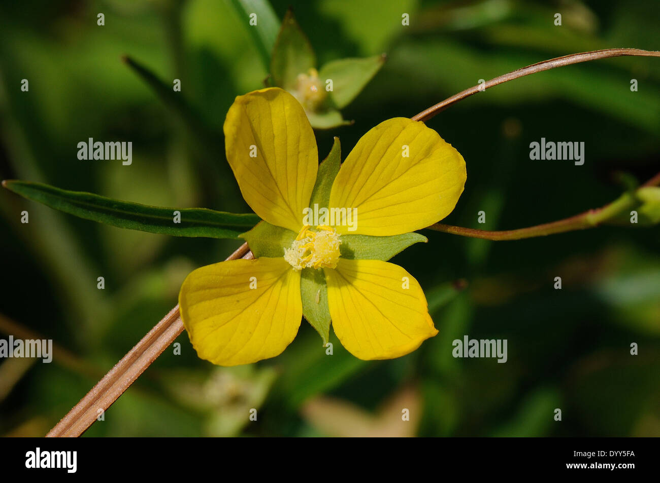 Native willow hi-res stock photography and images - Alamy