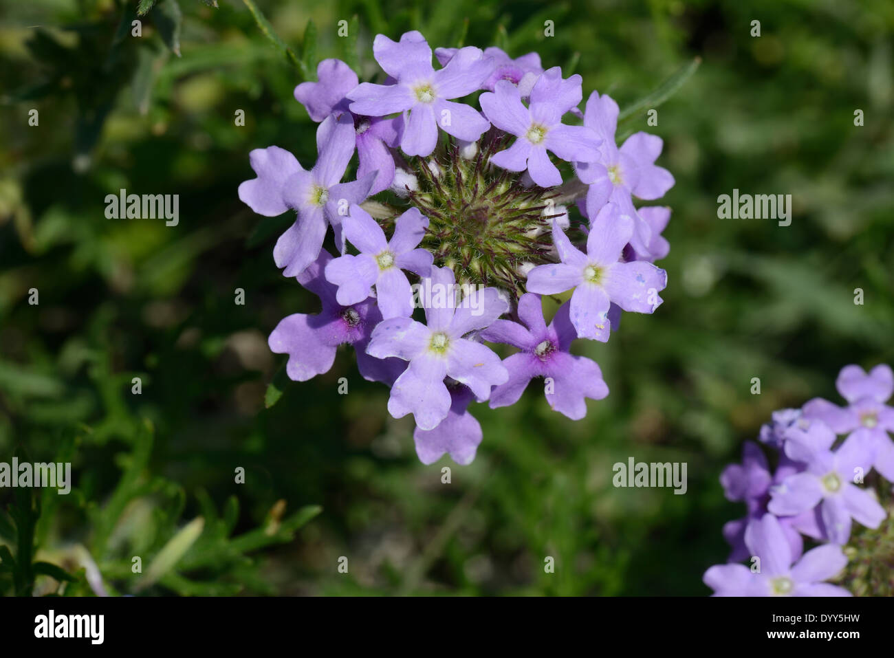 Verbena bipinnatifida hi-res stock photography and images - Alamy