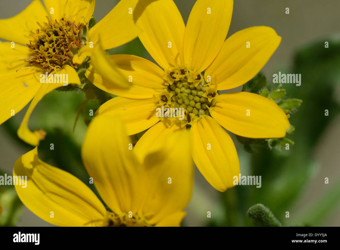 Engelmann daisy hi-res stock photography and images - Alamy