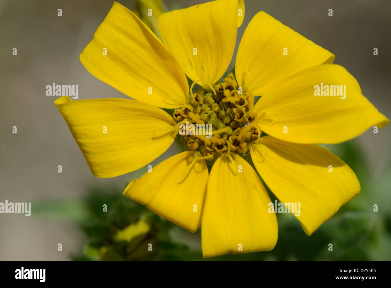 Engelmann daisy hi-res stock photography and images - Alamy