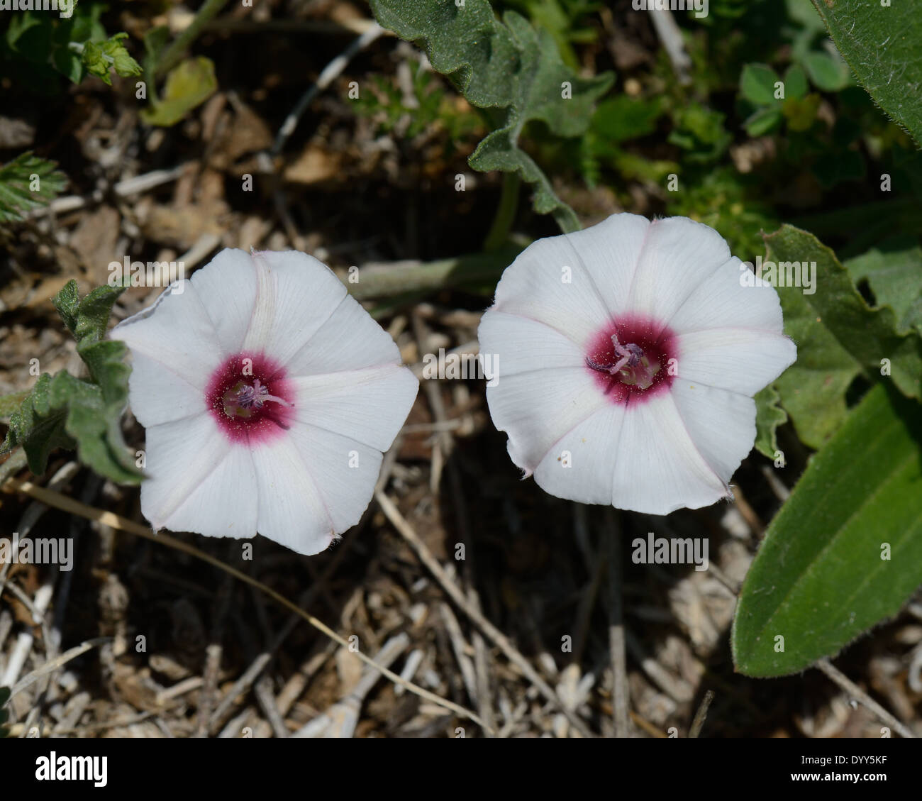 Texas bindweed hi-res stock photography and images - Alamy
