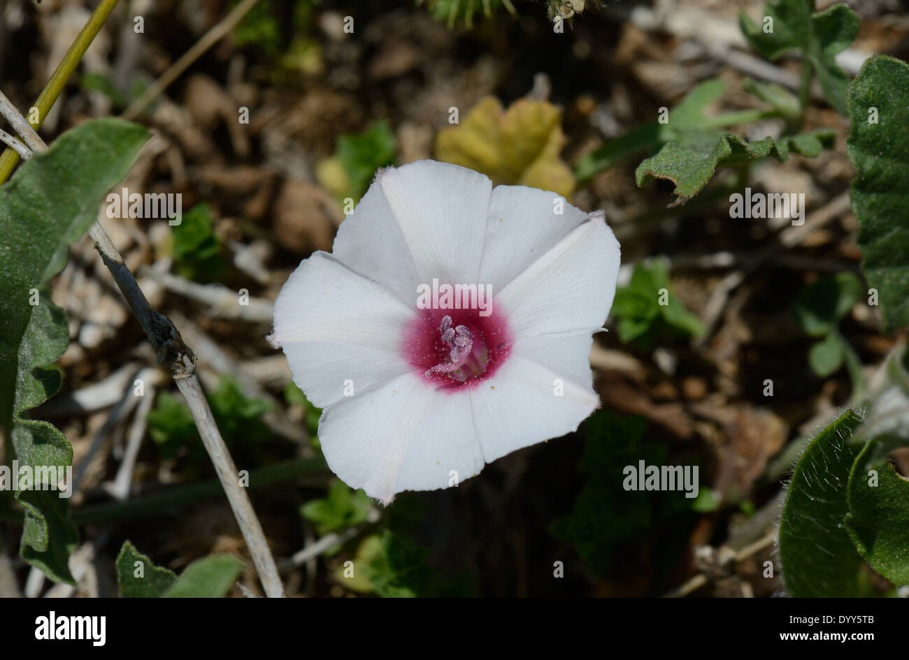 Bindweed hi-res stock photography and images - Alamy