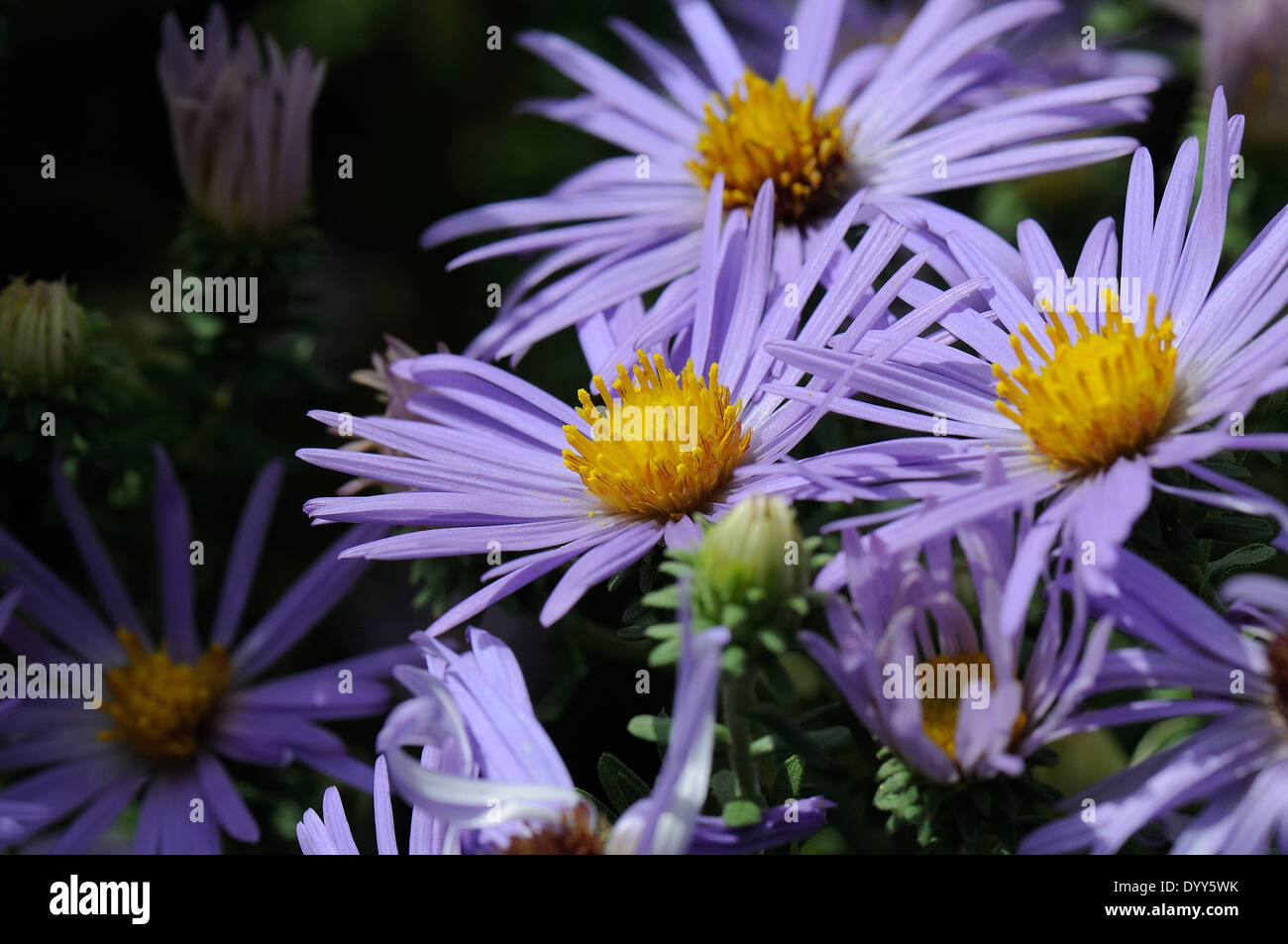Fall purple wildflower hi-res stock photography and images - Alamy