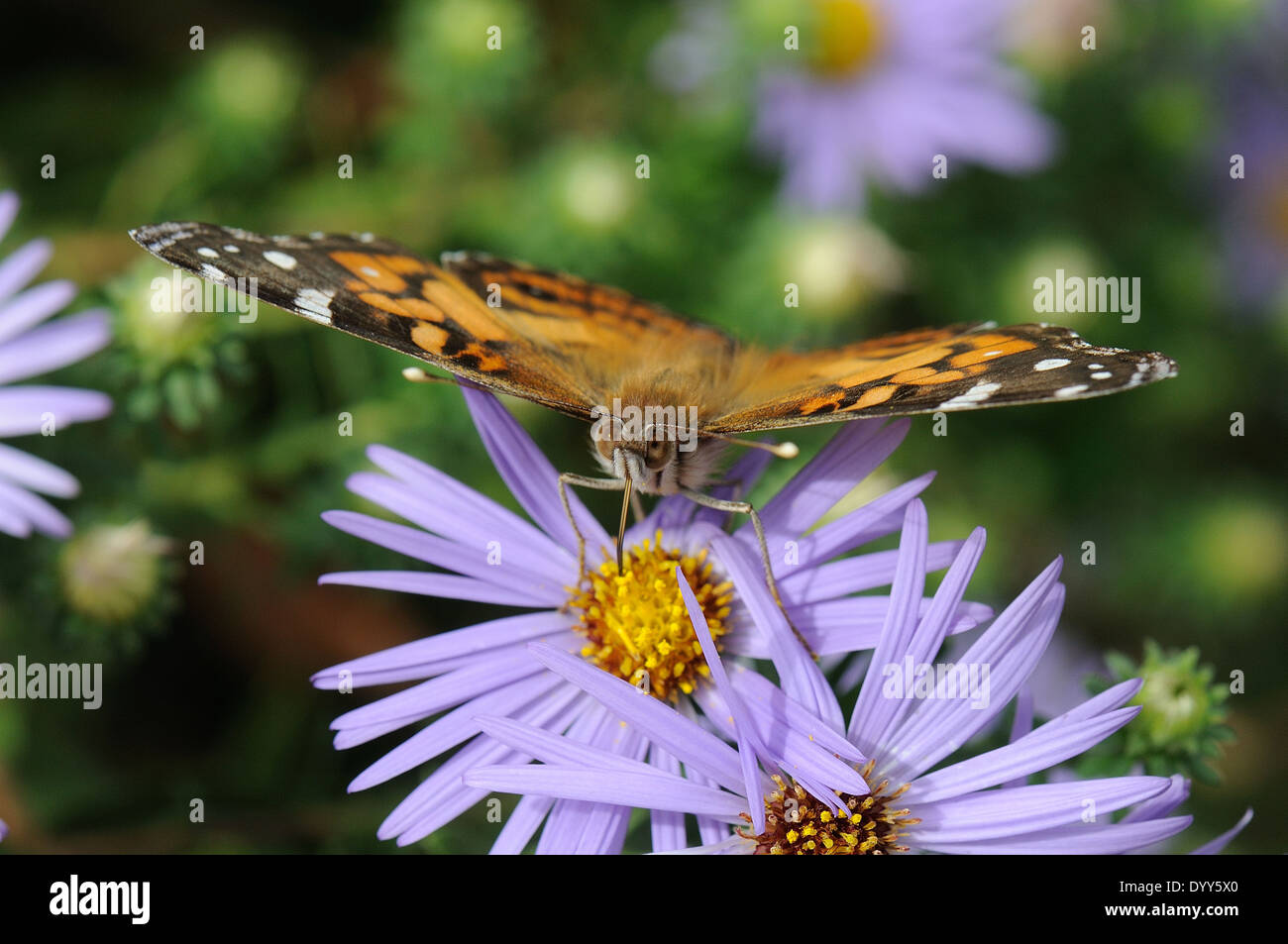 American butterfly hi-res stock photography and images - Alamy