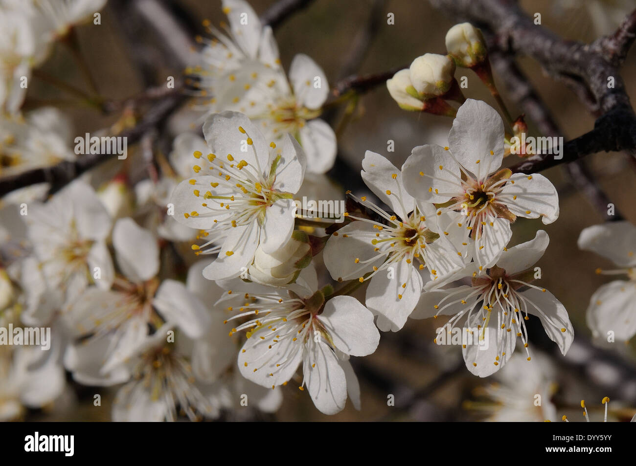 Mexican plum flower hi-res stock photography and images - Alamy