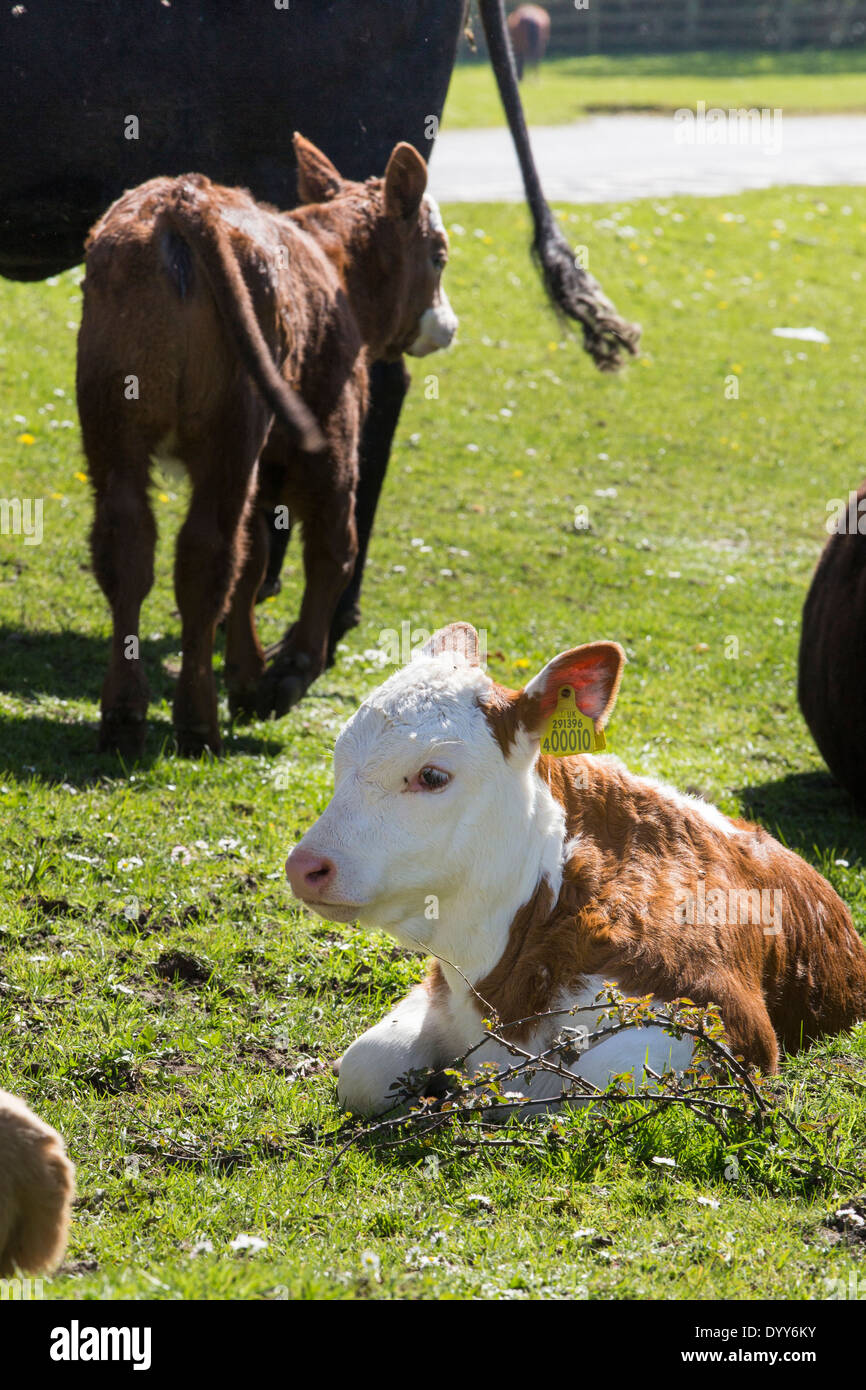New forest calf hi-res stock photography and images - Alamy
