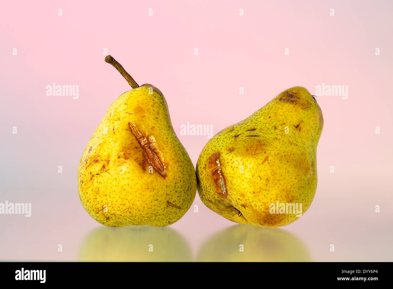 studio shoot of two old pears with pink background Stock Photo - Alamy