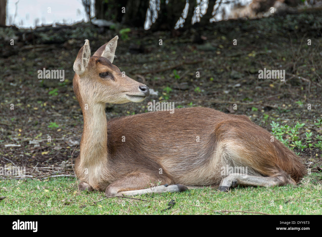 Alert Sunda sambar deer (Rusa Timorensis), Handeuleum Island, Ujung ...