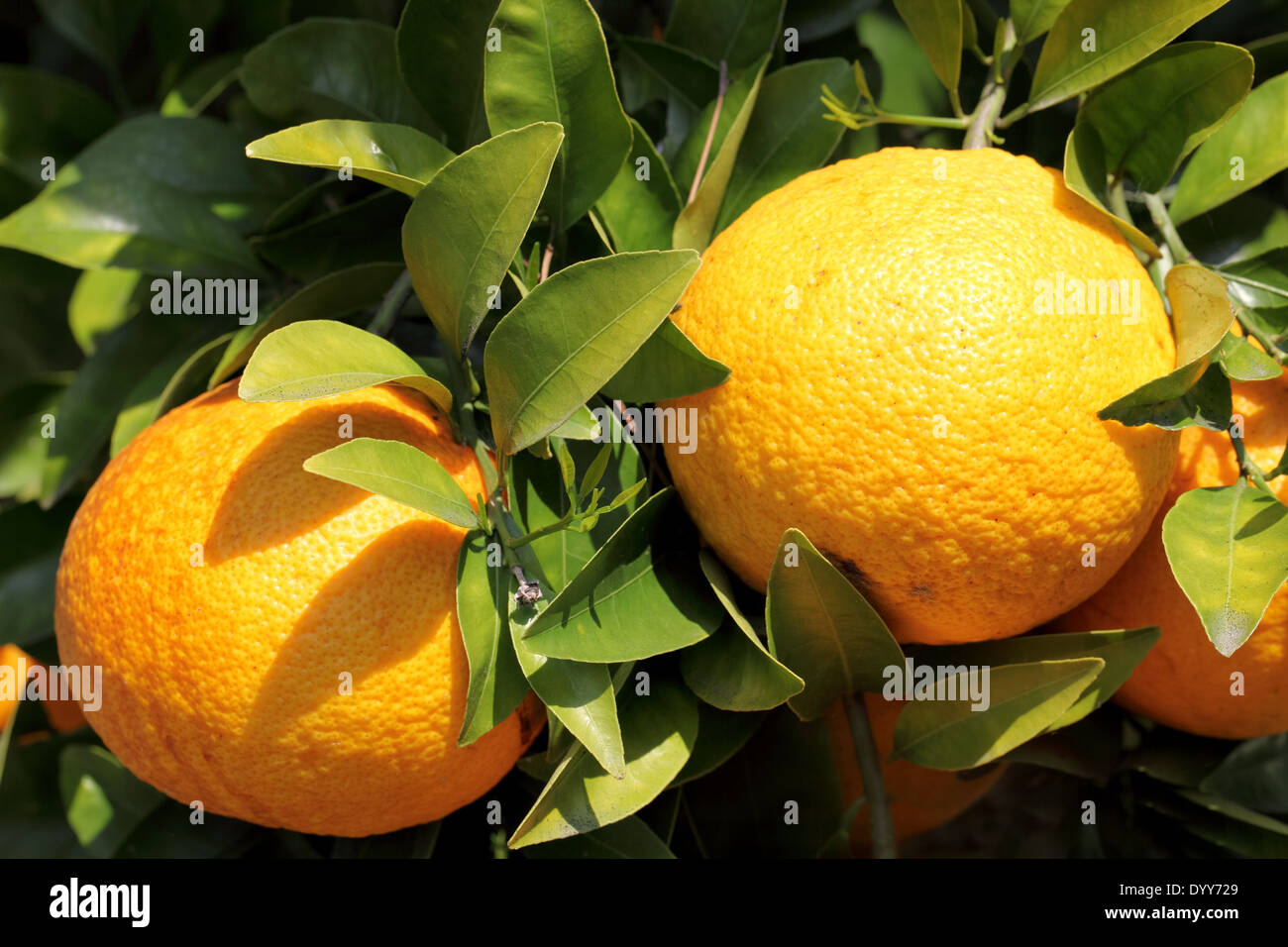 Japanese orange fruit tree Stock Photo - Alamy