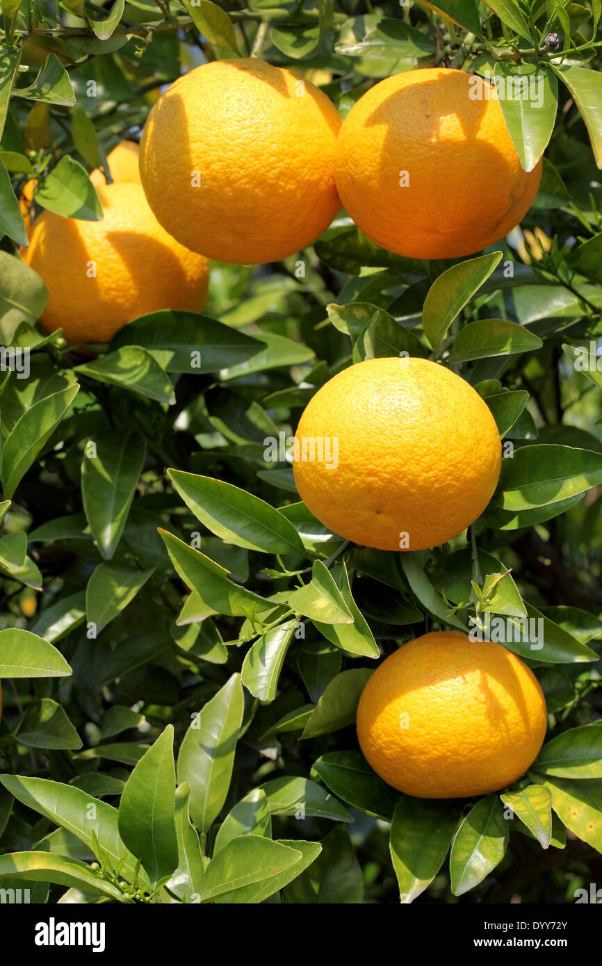 Orange fruit tree hi-res stock photography and images - Alamy