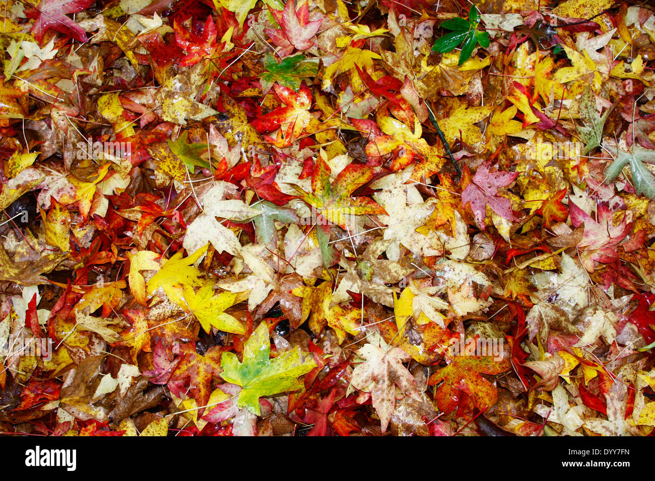 Autumn Leaves on the ground Stock Photo - Alamy