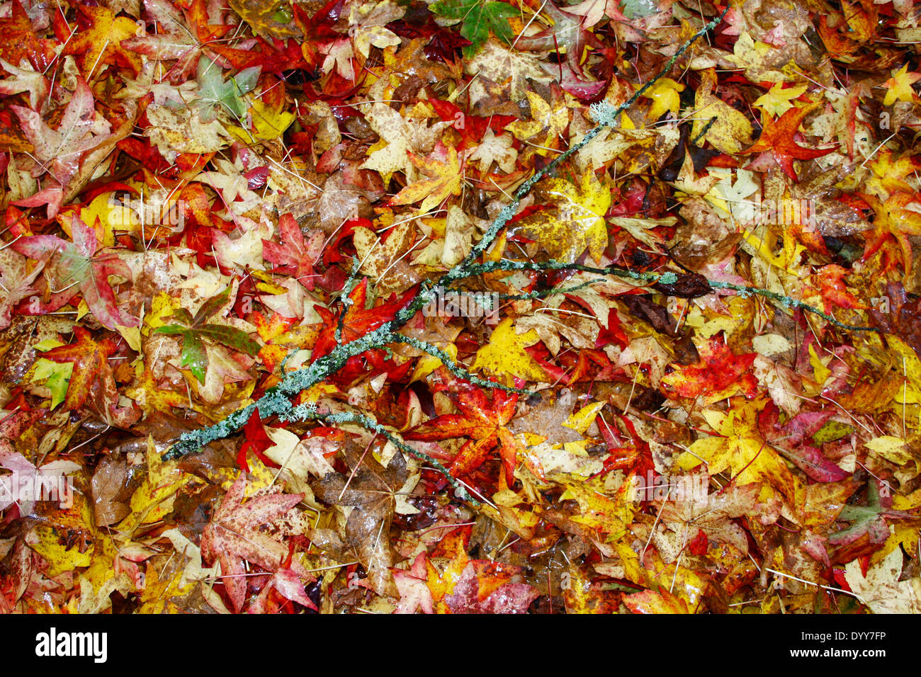 Autumn Leaves on the ground Stock Photo - Alamy