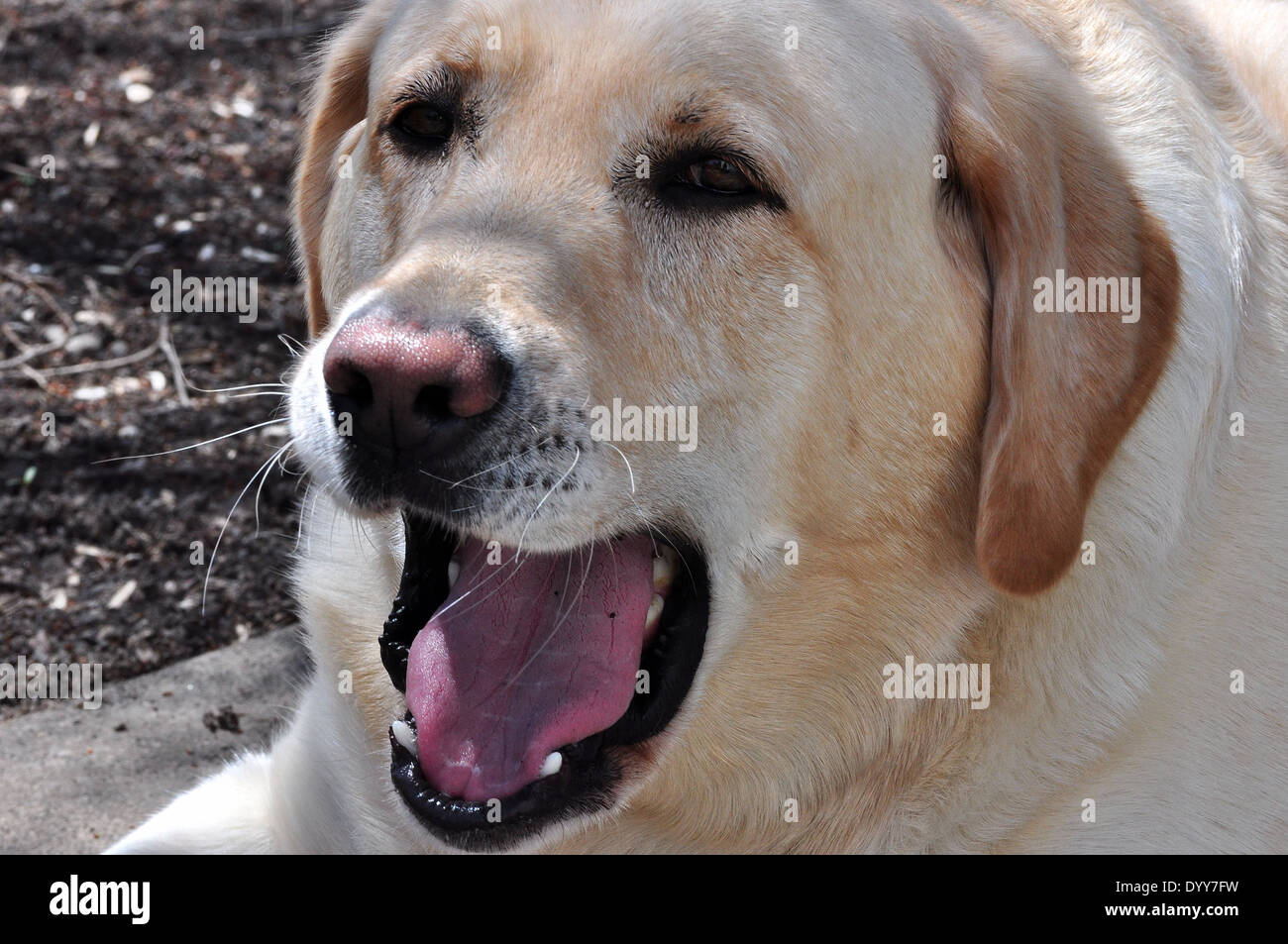 Yawning Yellow Labrador Retriever Stock Photo - Alamy