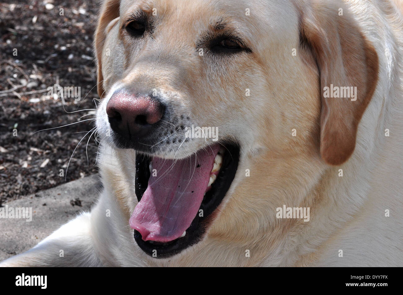 Yawning Yellow Labrador Retriever Stock Photo - Alamy