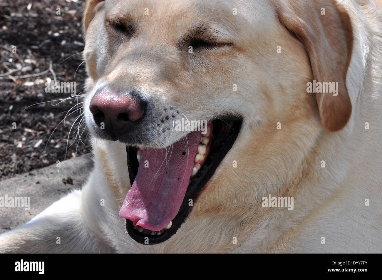 Yawning Yellow Labrador Retriever Stock Photo - Alamy