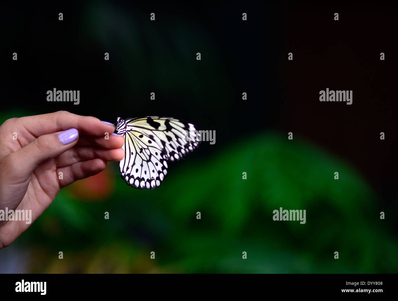 Human butterfly interaction hi-res stock photography and images - Alamy