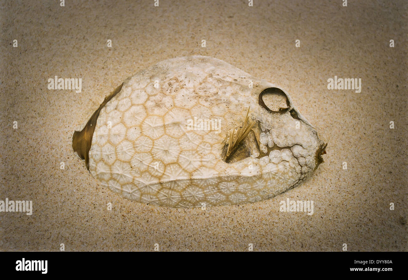 Puffer fish sand art hi-res stock photography and images - Alamy