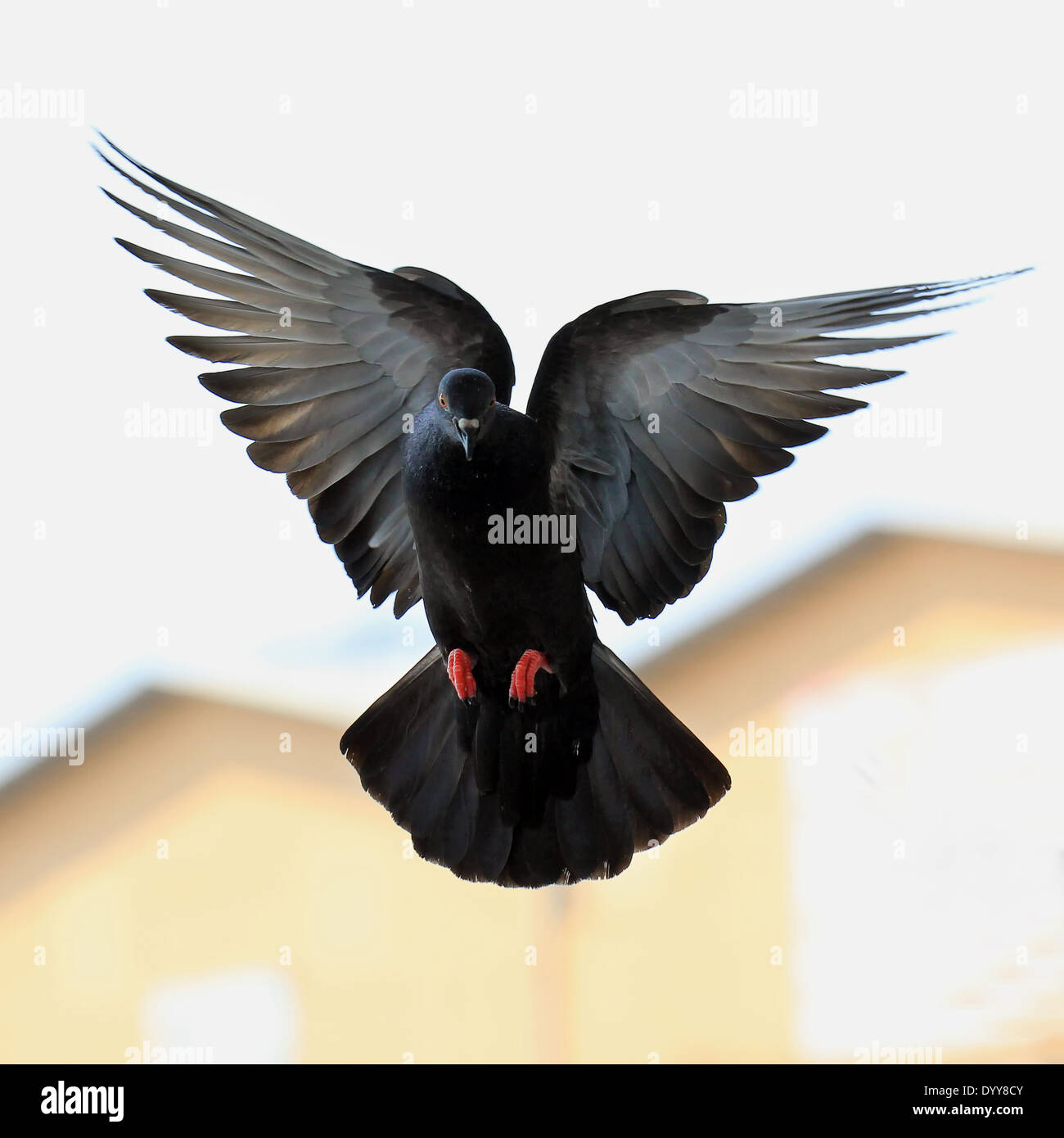 Pigeon flying on sea hi-res stock photography and images - Alamy