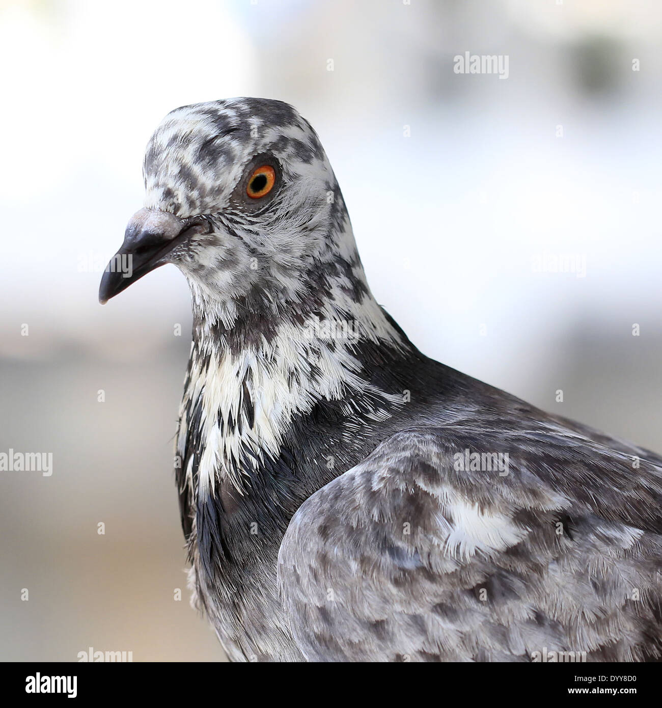closeup of the freedom pigeon Stock Photo - Alamy