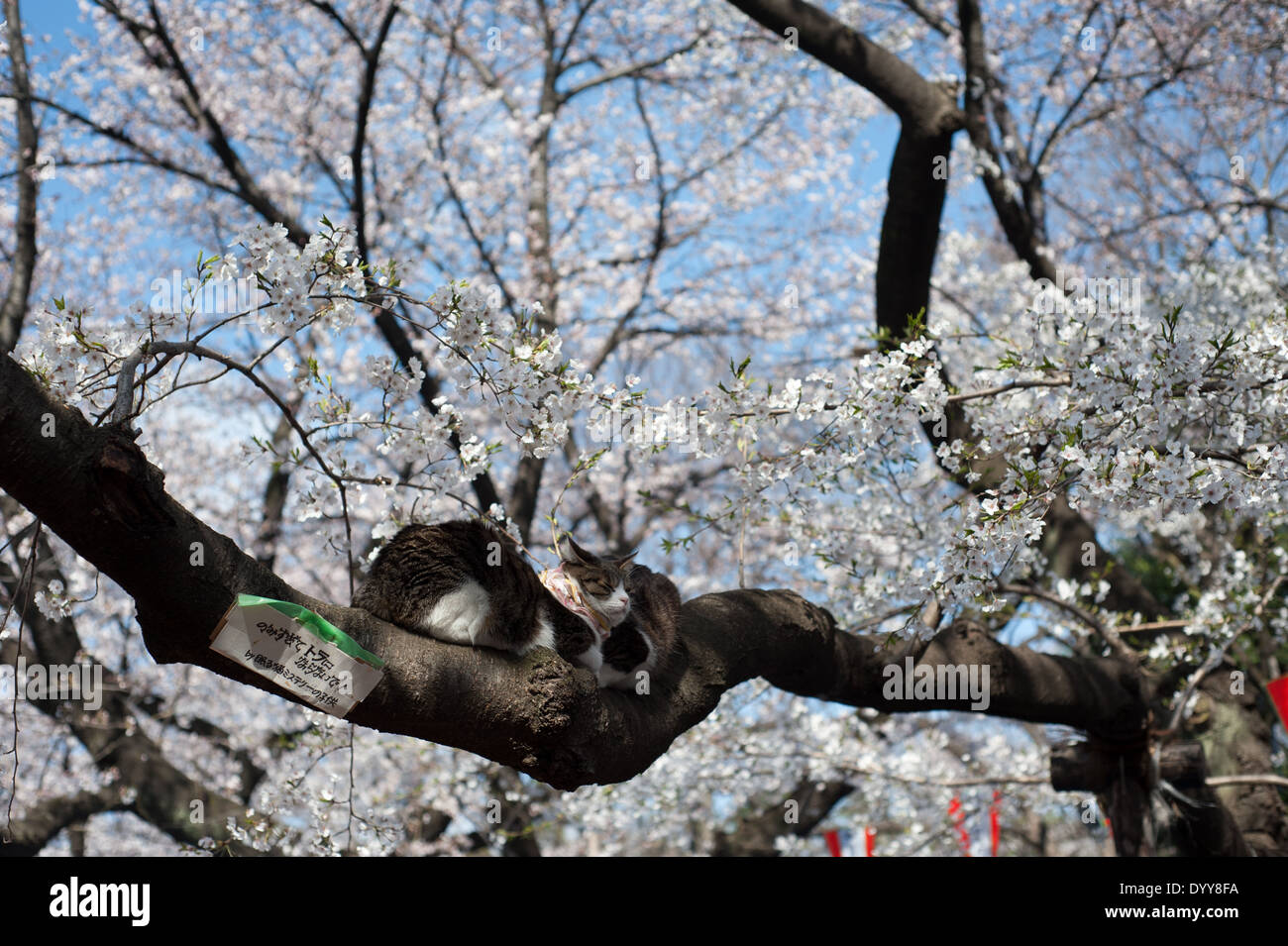 Domestic cat cherry tree hi-res stock photography and images - Alamy