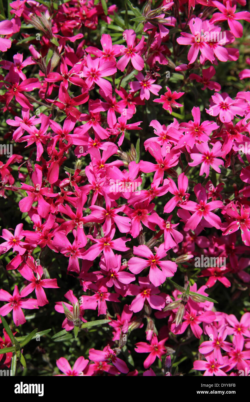 Pink rock garden plants Stock Photo - Alamy