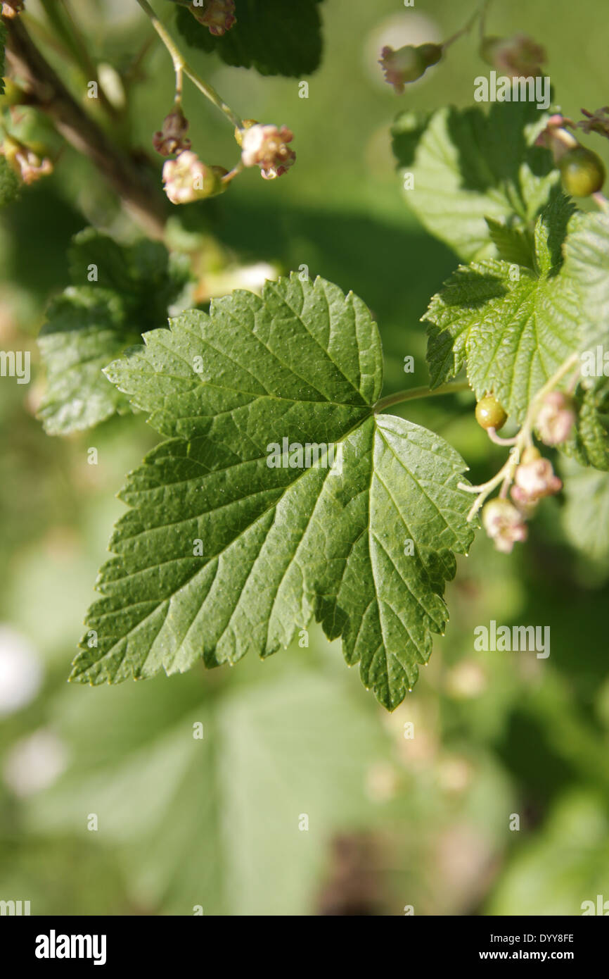Green leaves of blackcurrant Stock Photo - Alamy