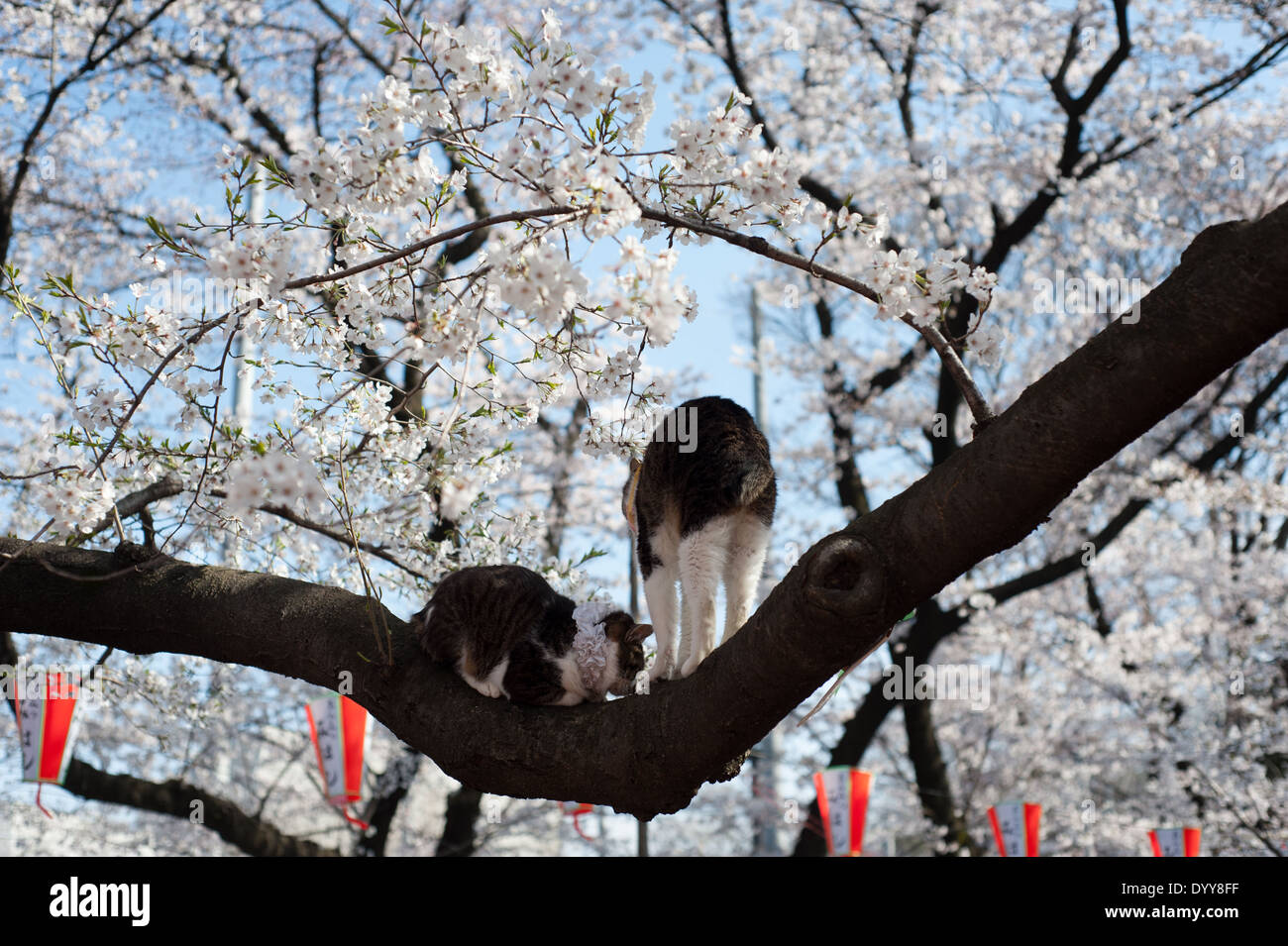 Domestic cat cherry tree hi-res stock photography and images - Alamy