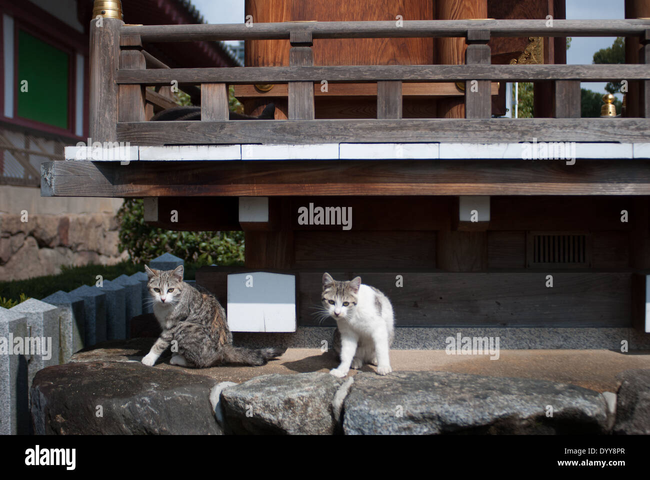 Cats looking at camera, Osaka, Japan Stock Photo - Alamy