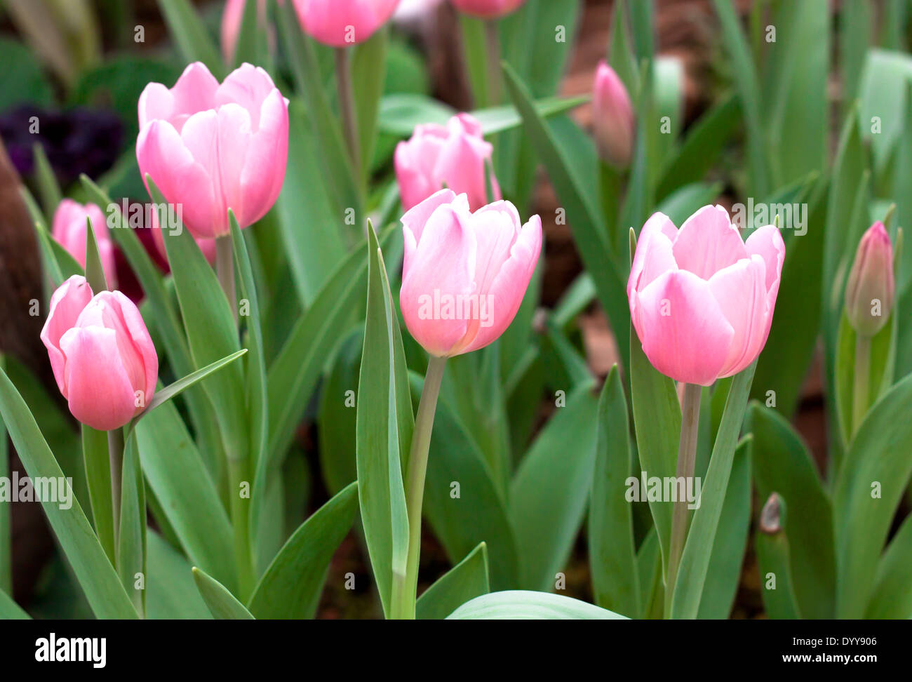Tulip flowers in the flower garden Beautiful natural Stock Photo - Alamy