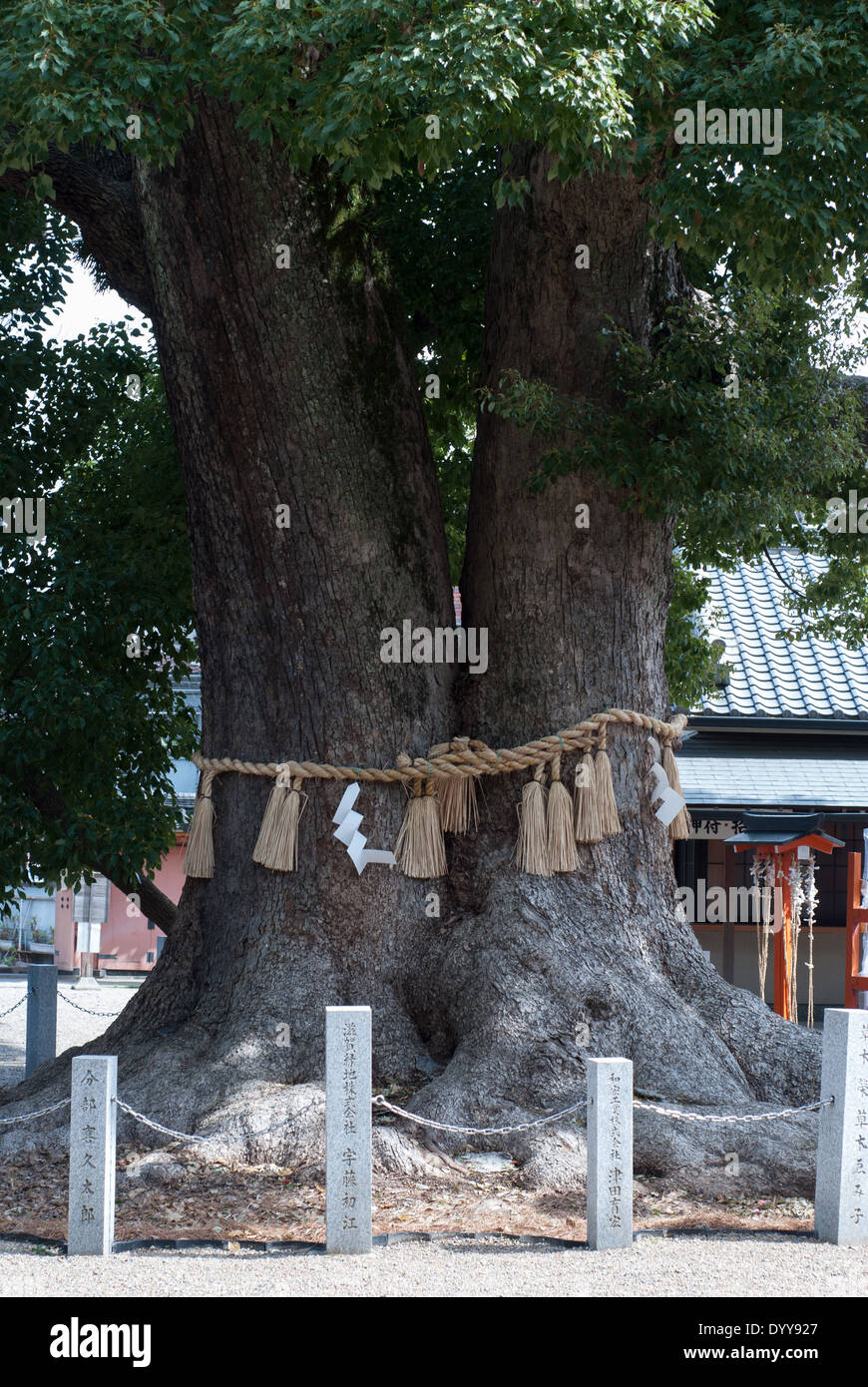 Big Tree At The Shrine, Tokyo, Japan Stock Photo - Alamy