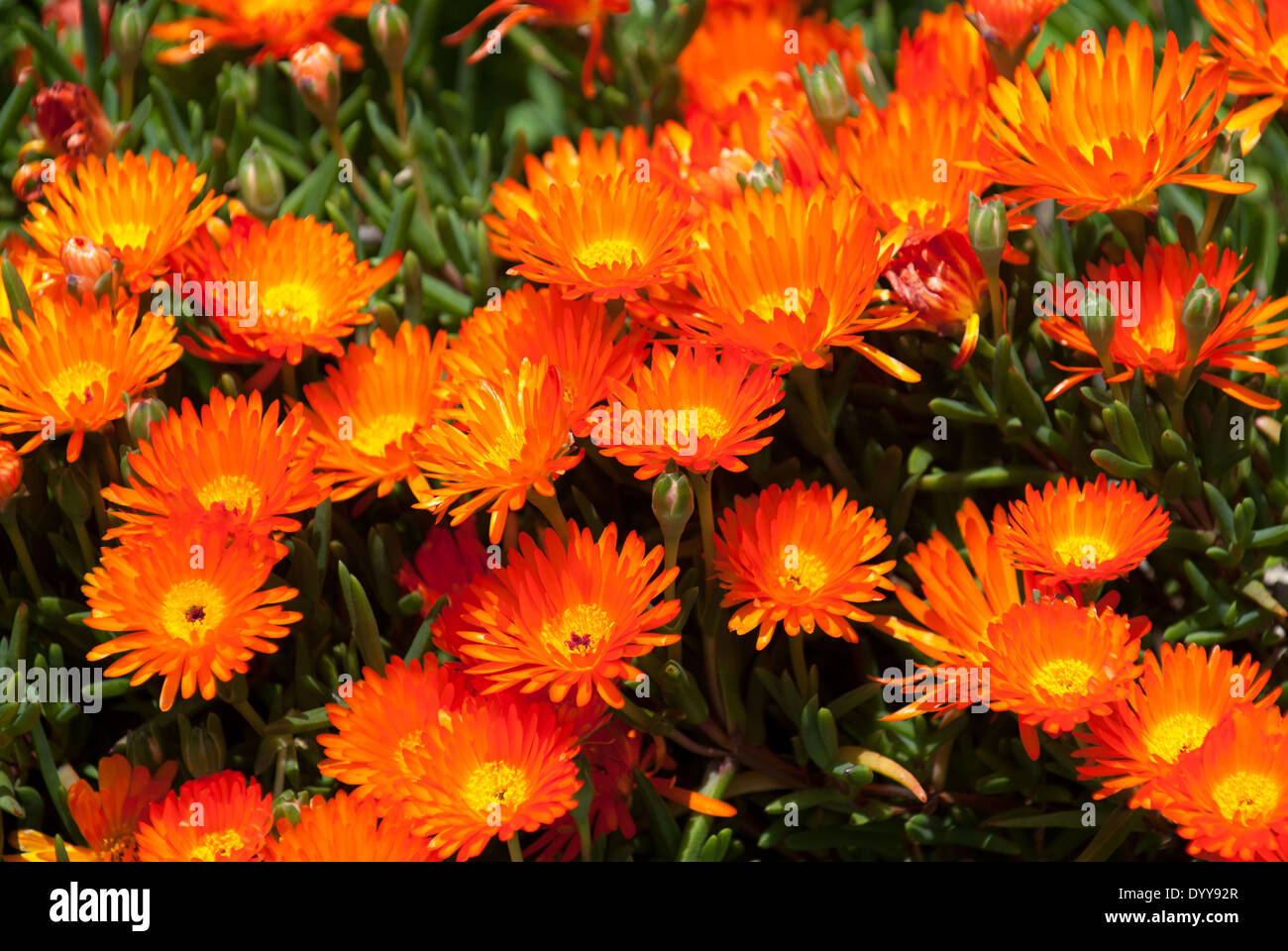 Orange Flowers, Tokyo, Japan Stock Photo - Alamy