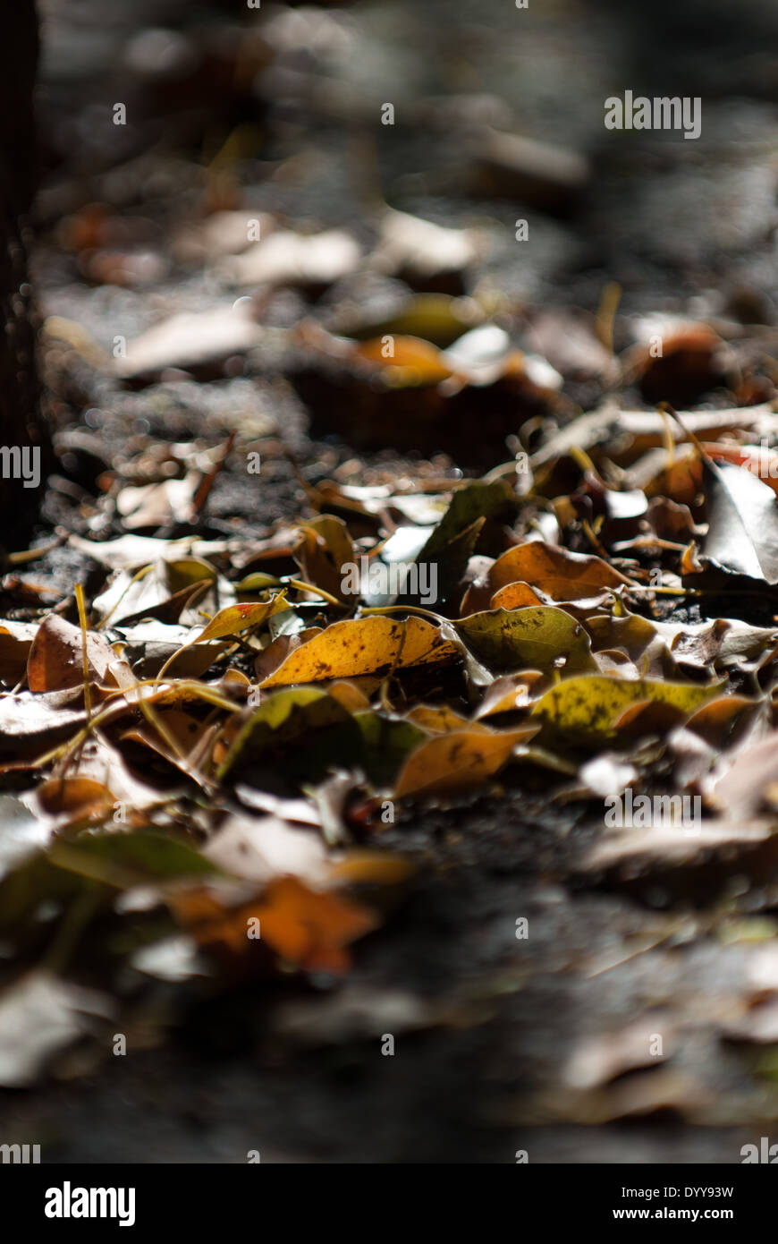 Tokyo vegetation hi-res stock photography and images - Alamy