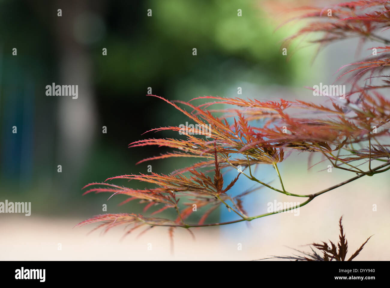 Tokyo vegetation hi-res stock photography and images - Alamy