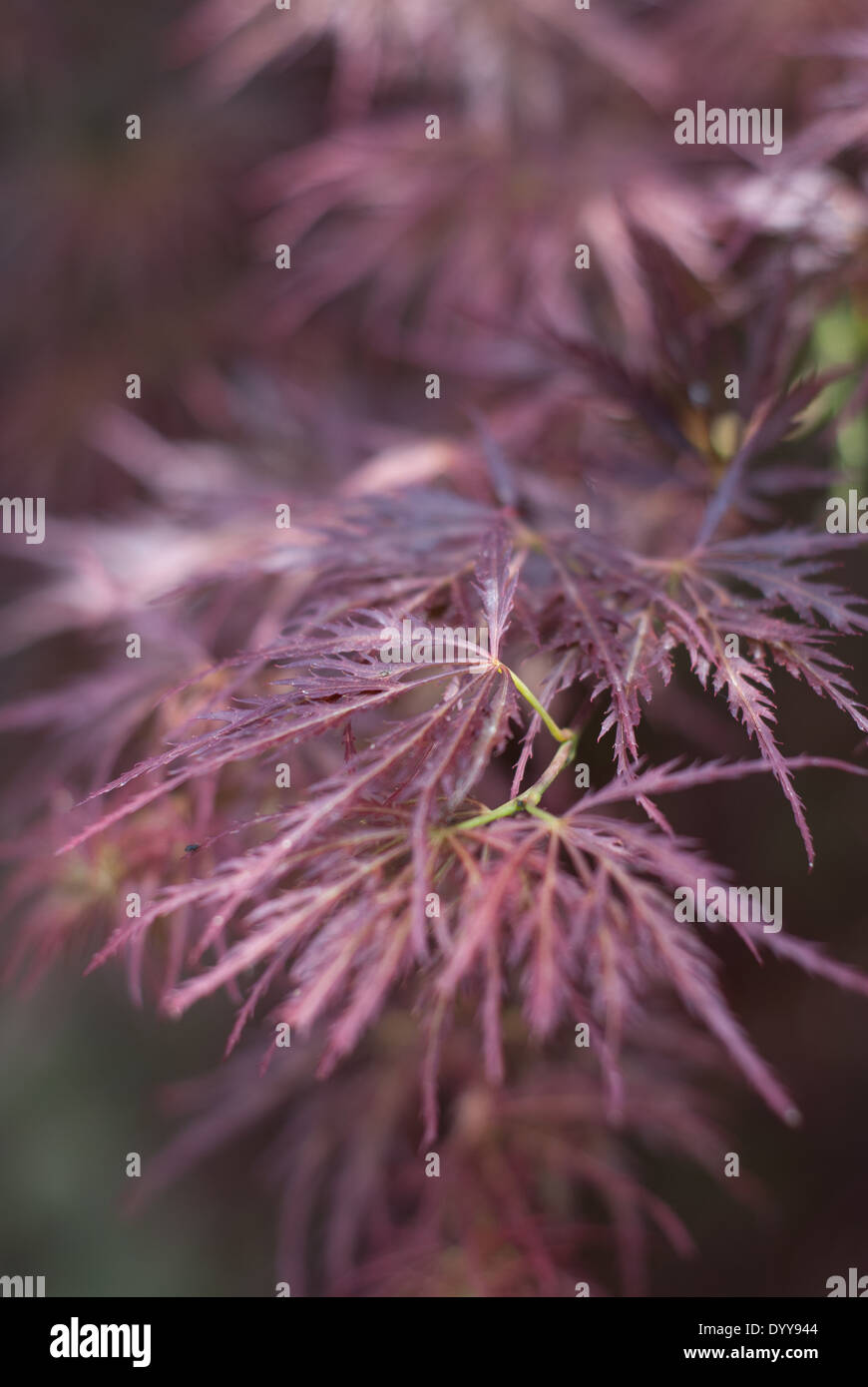 Tokyo vegetation hi-res stock photography and images - Alamy