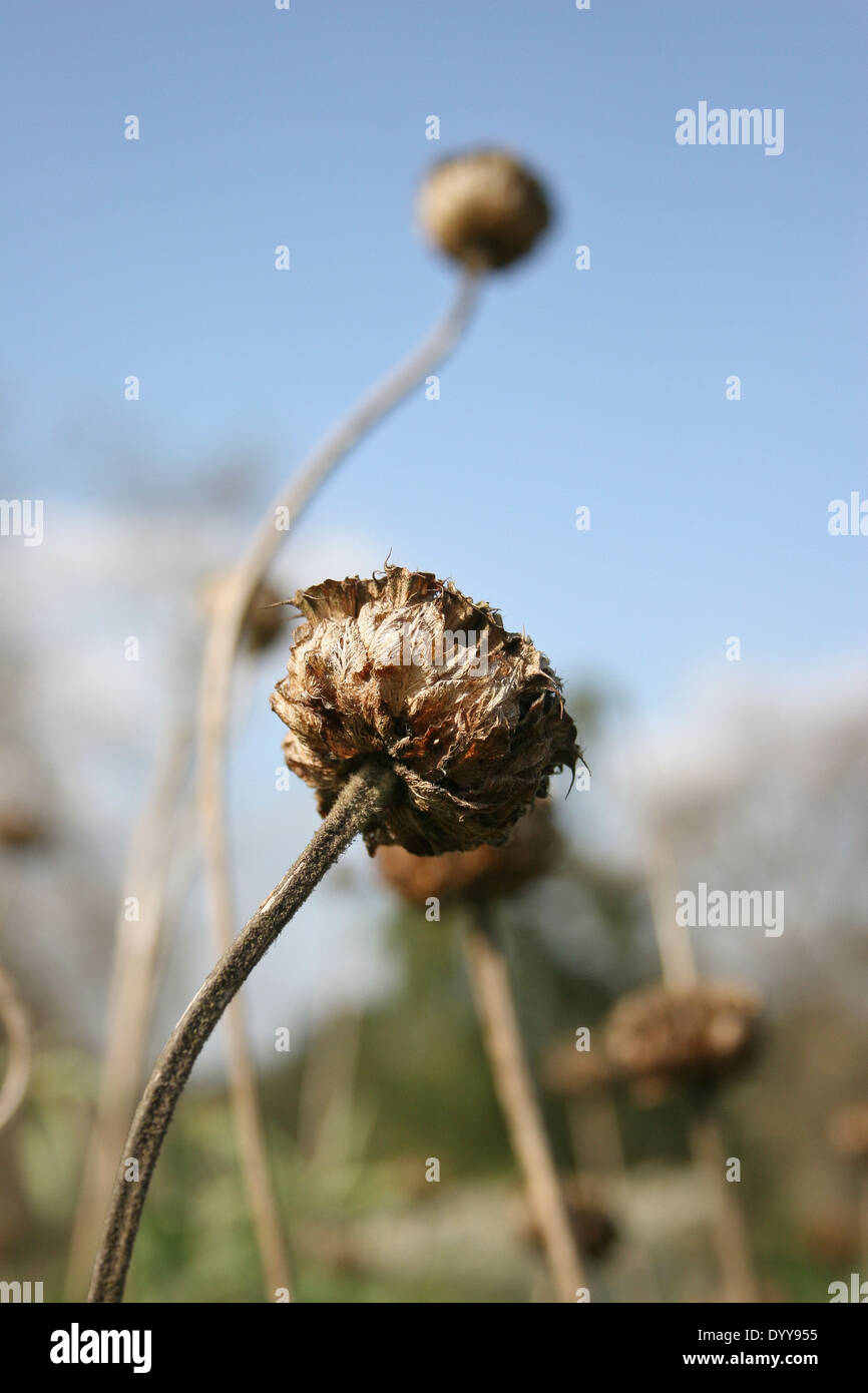 Long seed pods hi-res stock photography and images - Alamy