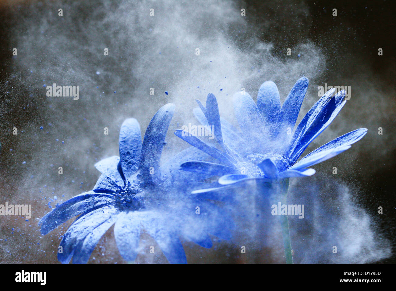 High speed photo of blue flowers with puff of blue powder Stock Photo ...