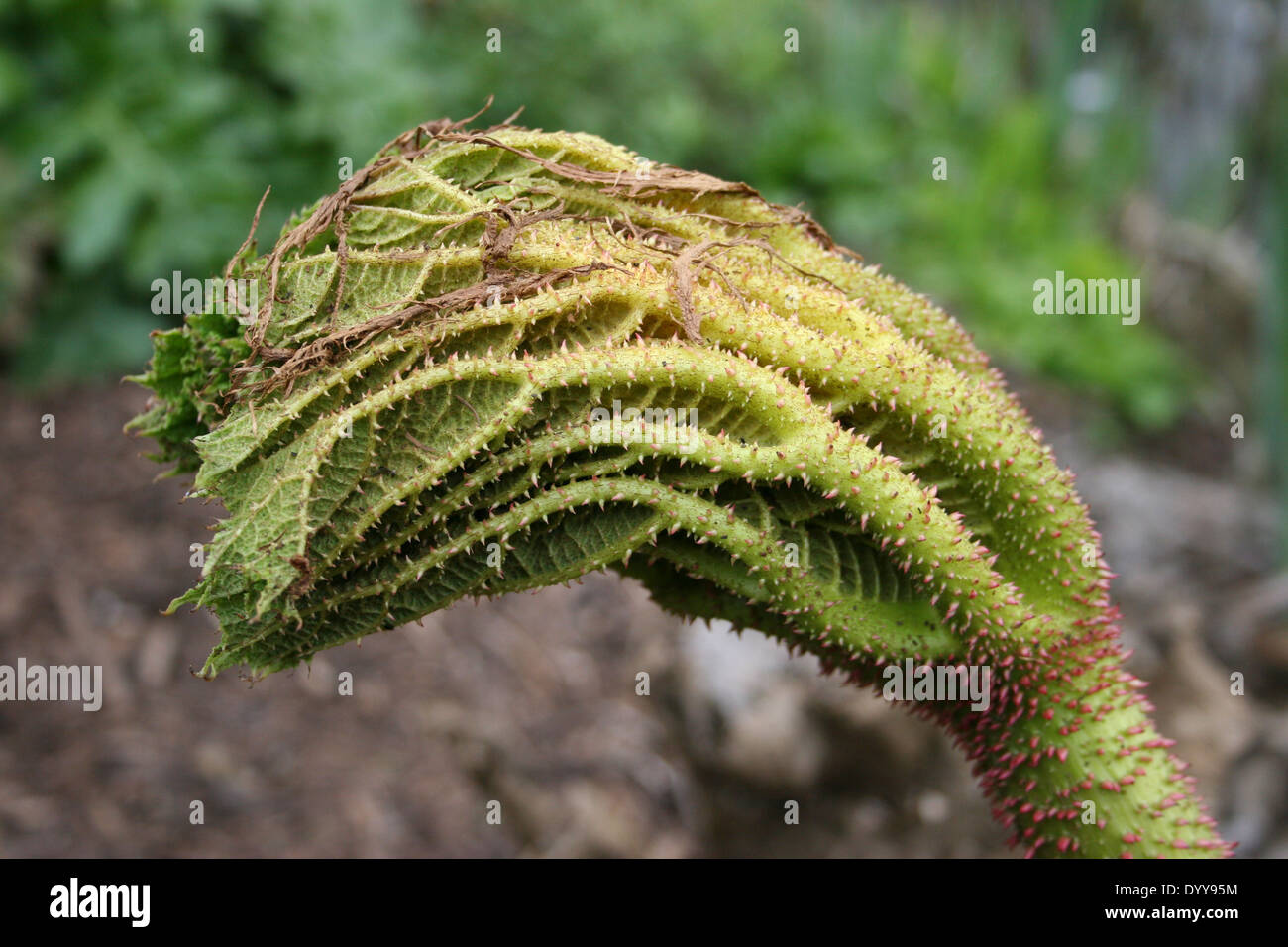 Ribbed leaf hi-res stock photography and images - Alamy