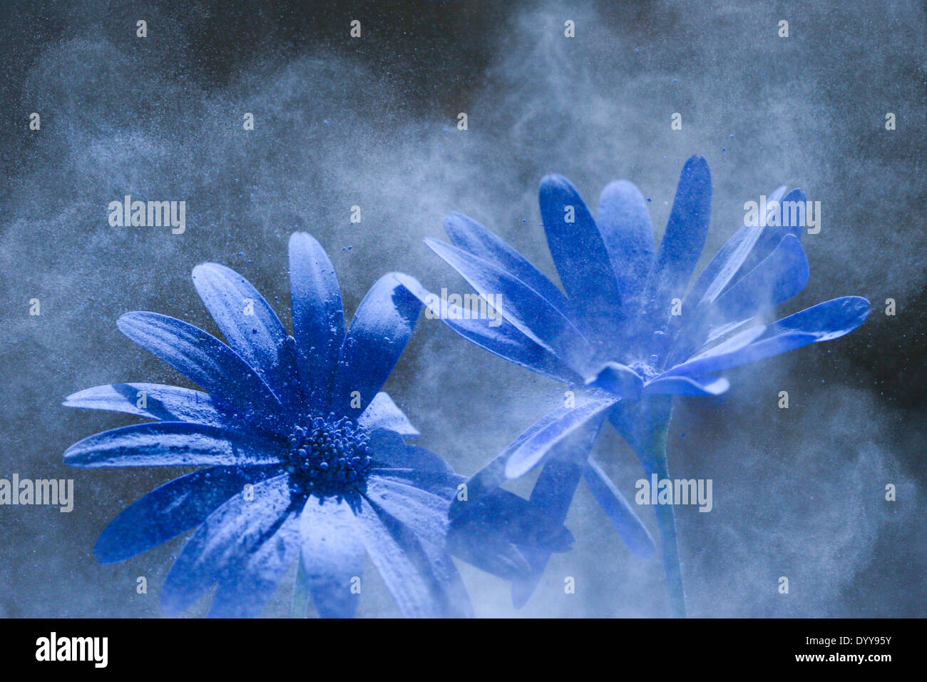 High speed photo of blue flowers with puff of blue powder Stock Photo ...