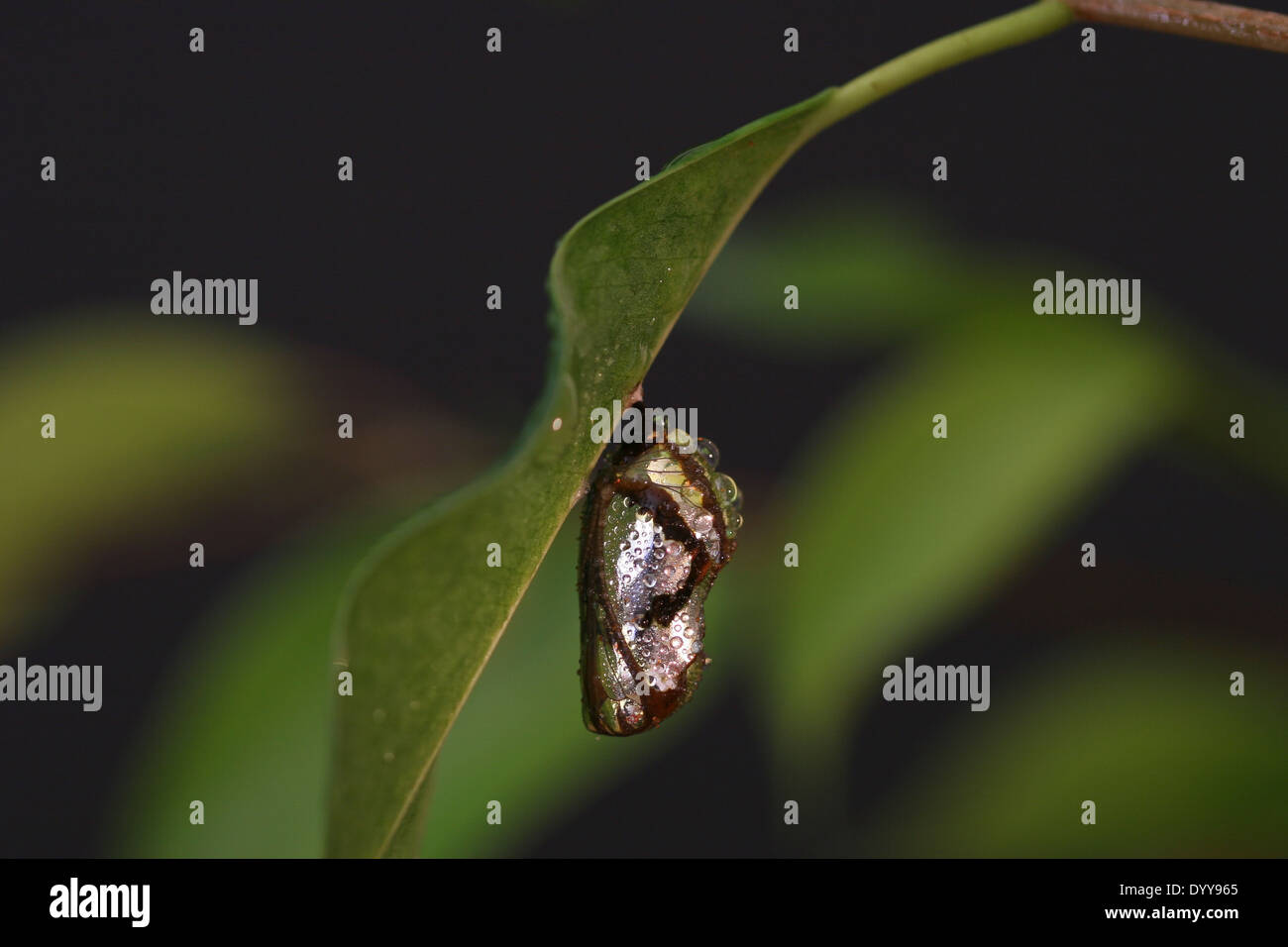 close up of a iridescent golden buttery Chrysalids on a leaf, short ...