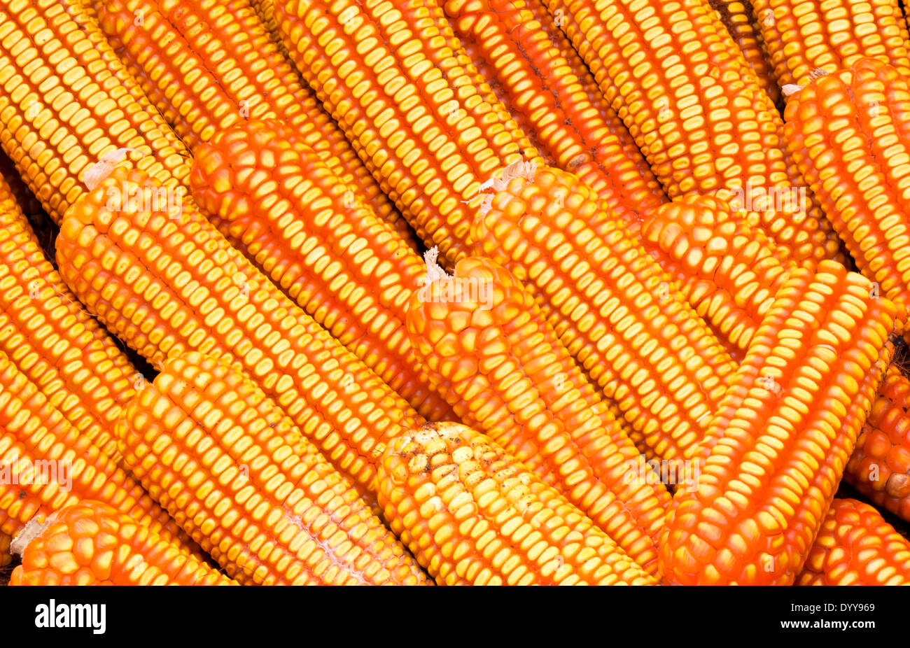 Piles of sweet corn, material for cornstarch Stock Photo - Alamy