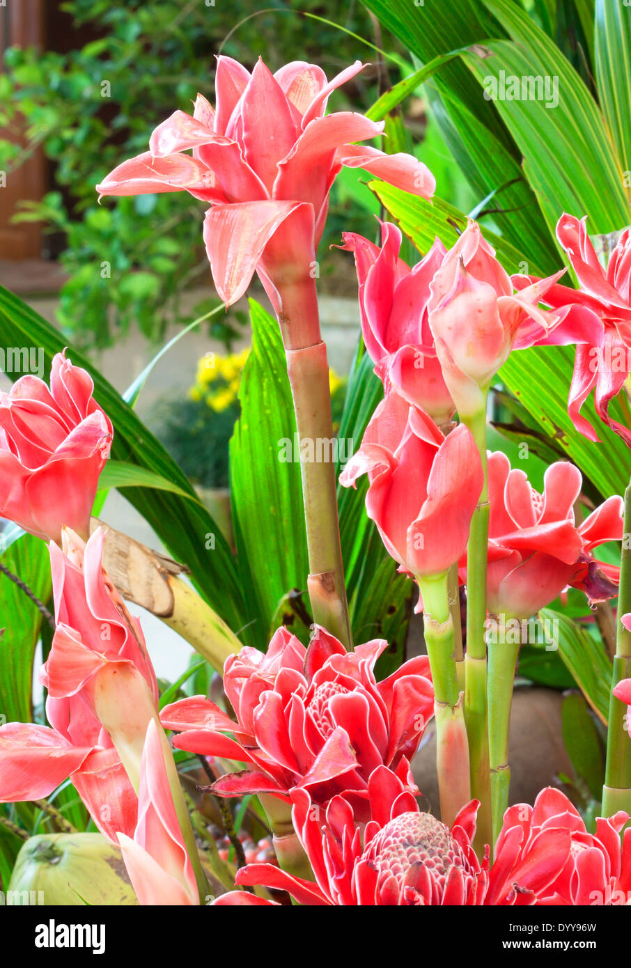 Red ginger blossoms hi-res stock photography and images - Alamy