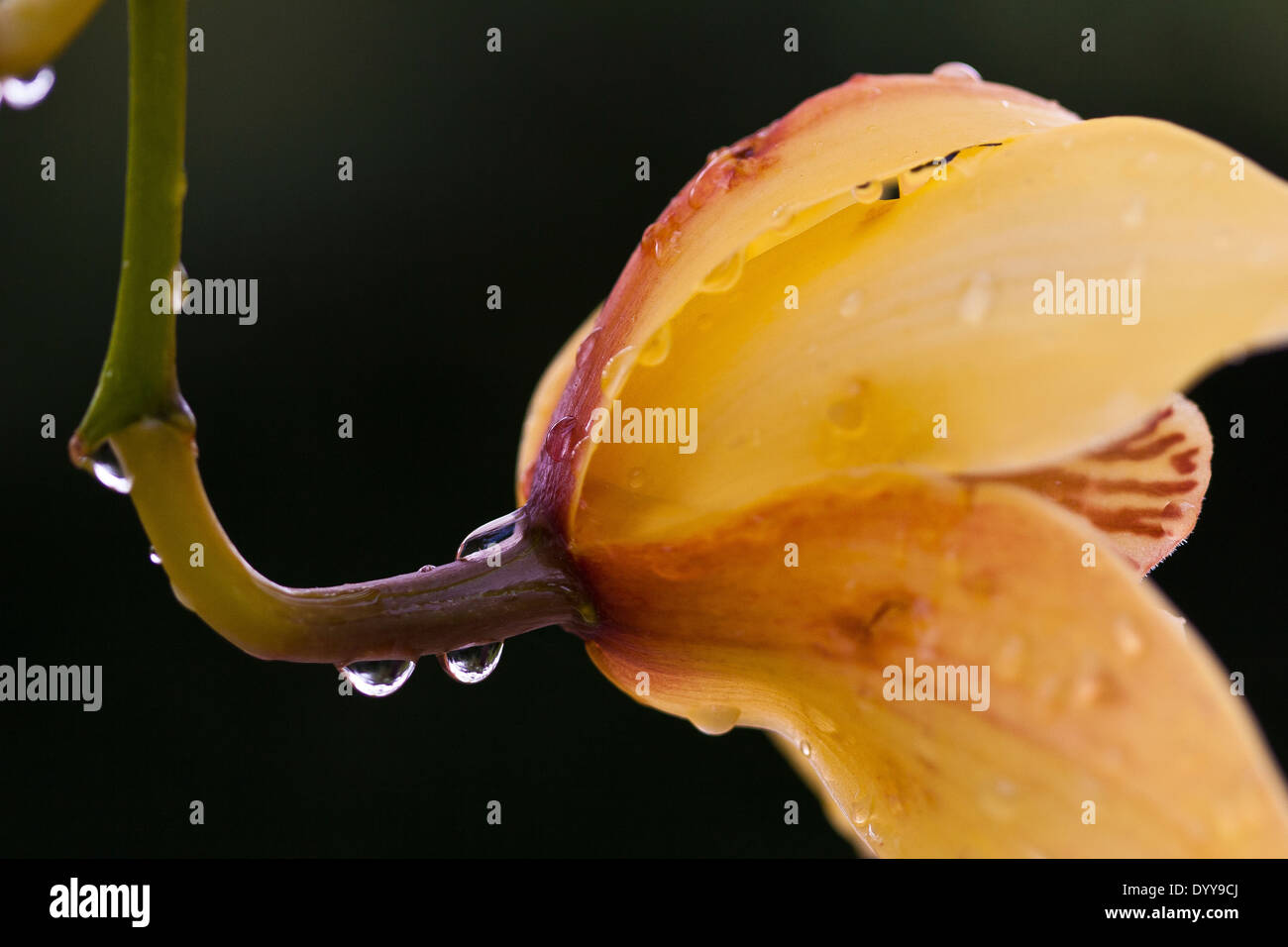 close up early morning of back lit stem & base of yellow orchard with ...
