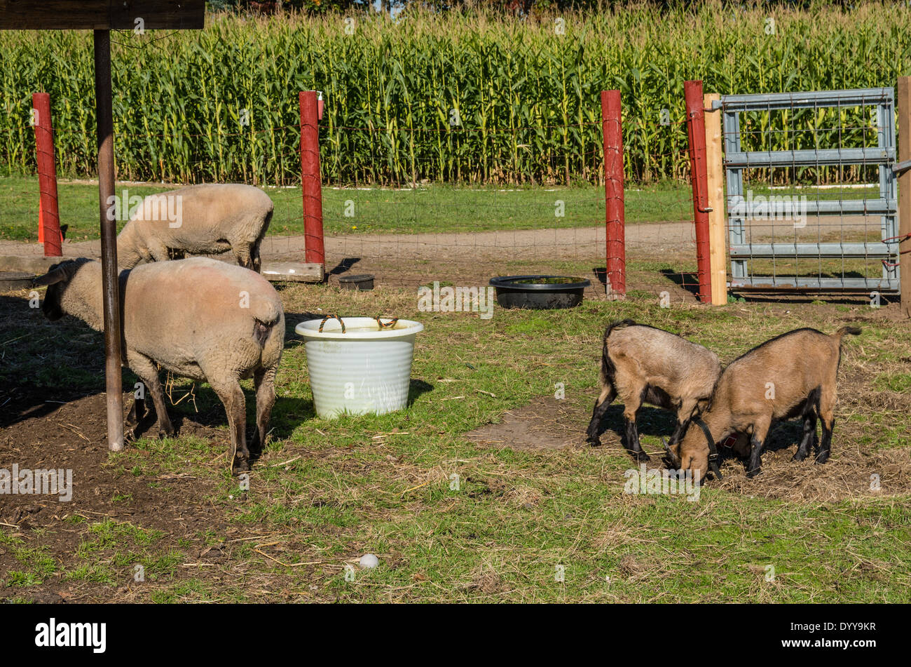 Sheep goats fence hi-res stock photography and images - Alamy