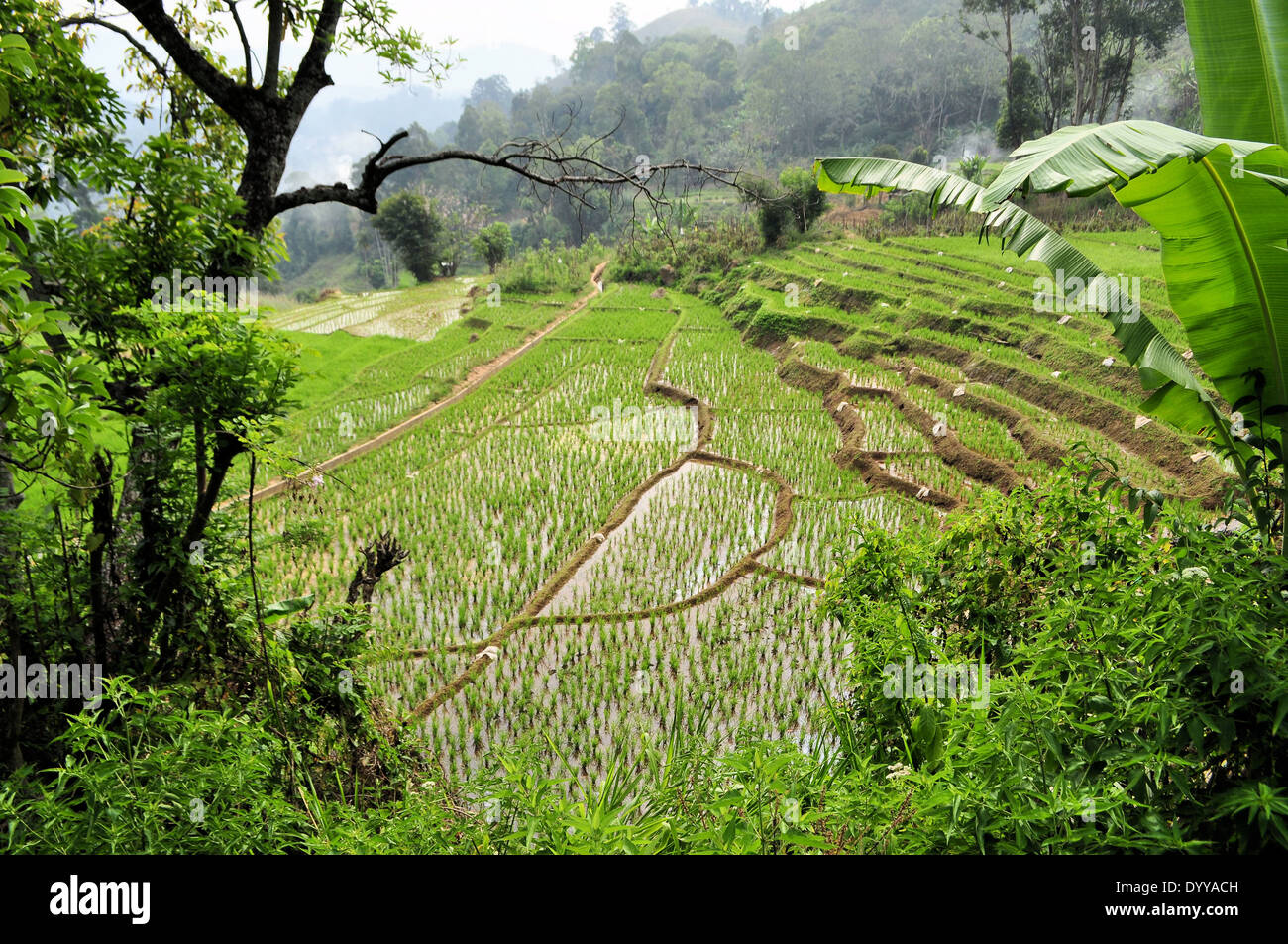 Rice terraces sri lanka hi-res stock photography and images - Alamy