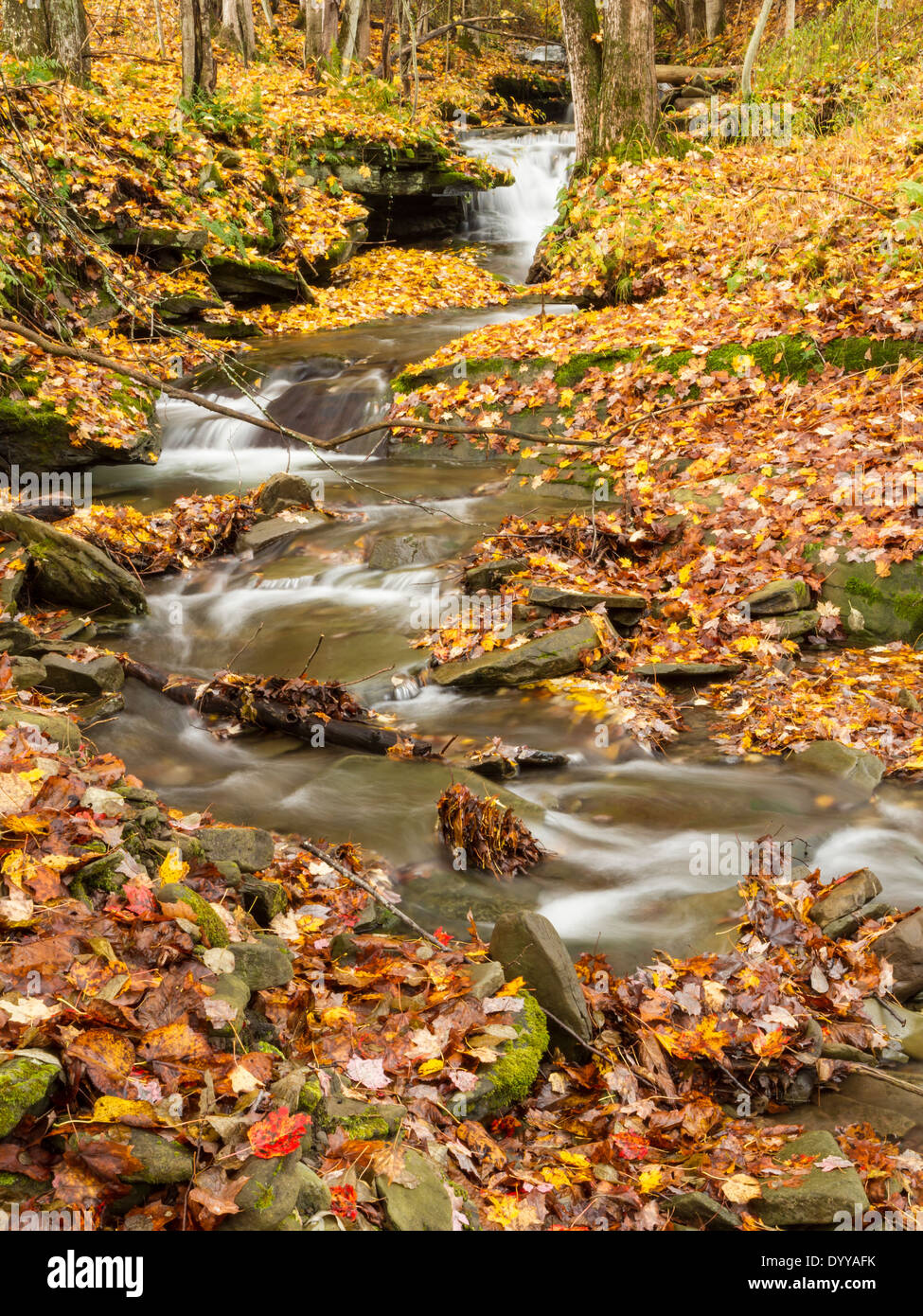 A stream cascades through colorful fallen leaves in a forest in the ...
