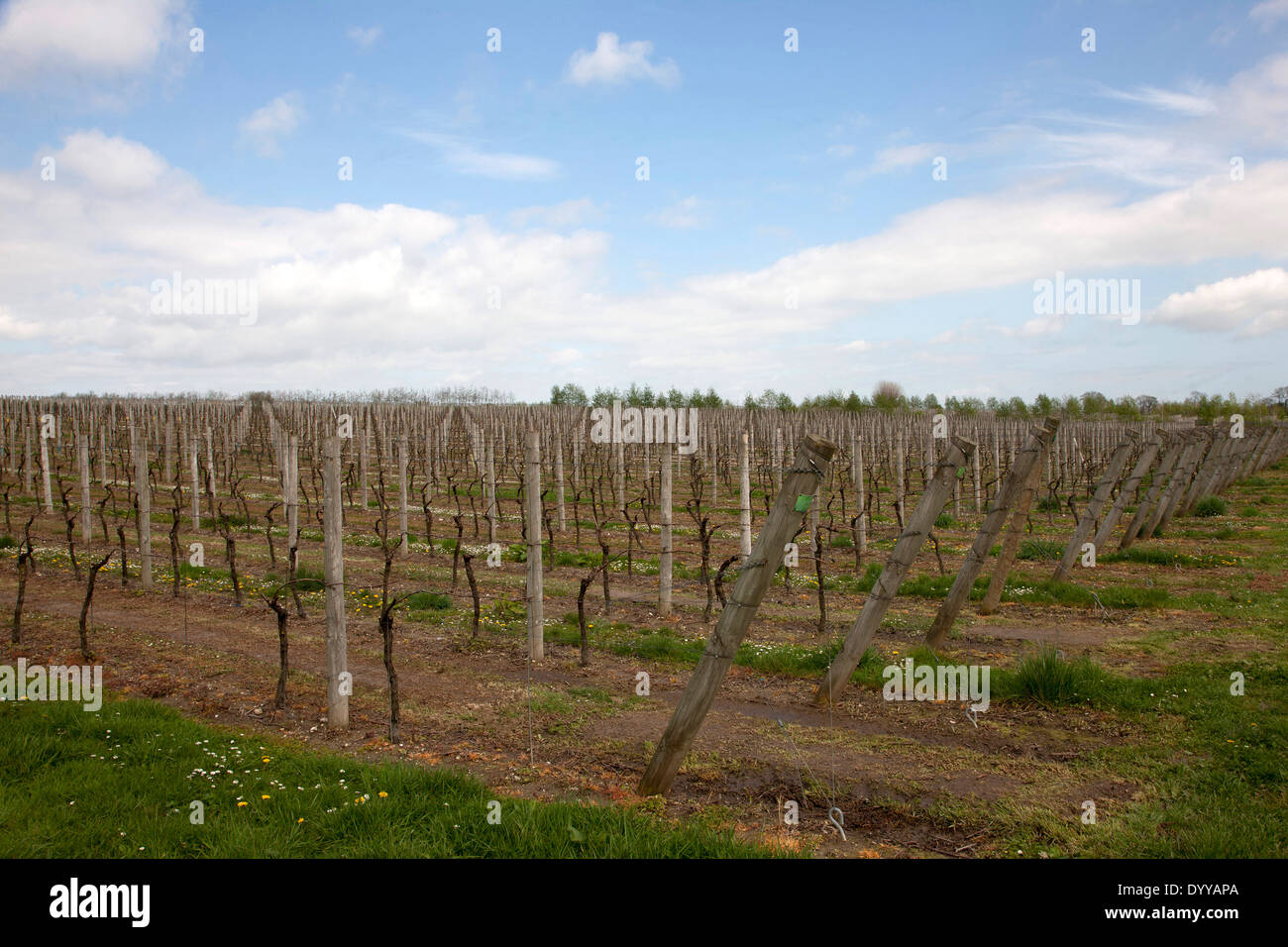 Vineyard uk sussex hi-res stock photography and images - Alamy