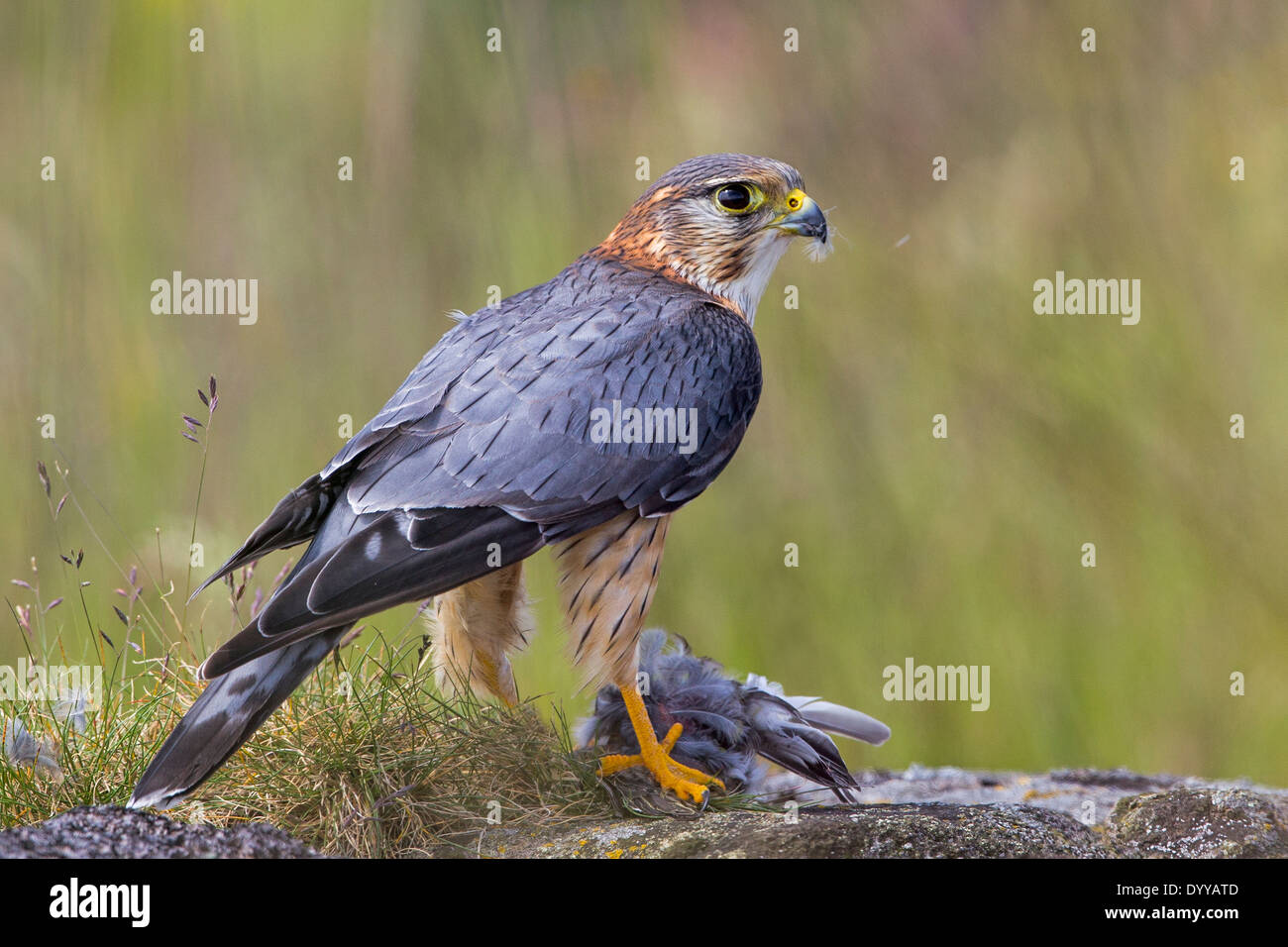 Merlin bird uk hi-res stock photography and images - Alamy